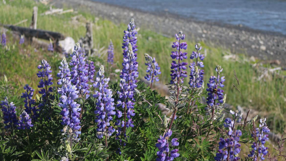 Arctic lupine - Invasive Species Council of British Columbia