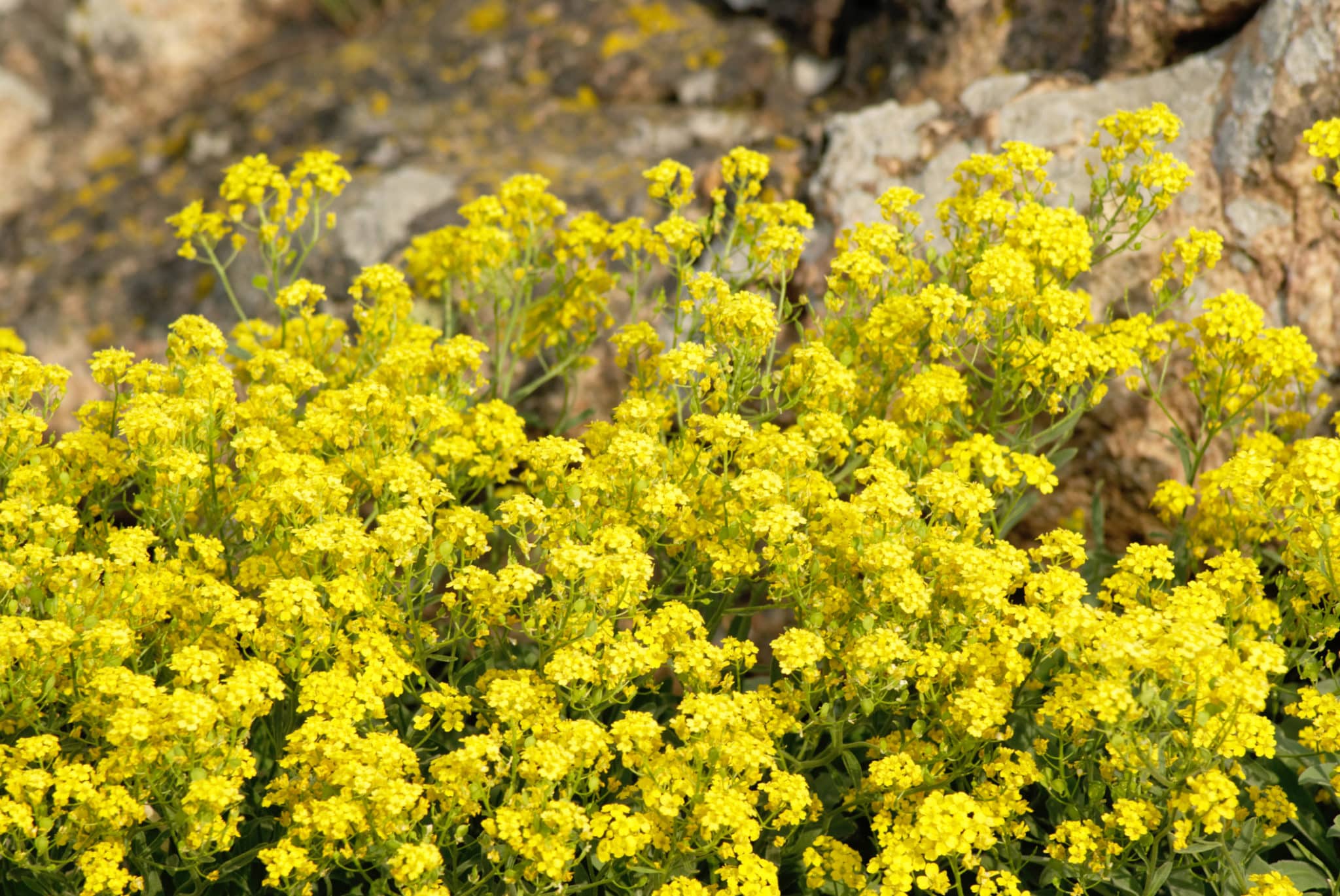 Golden alyssum - Invasive Species Council of British Columbia