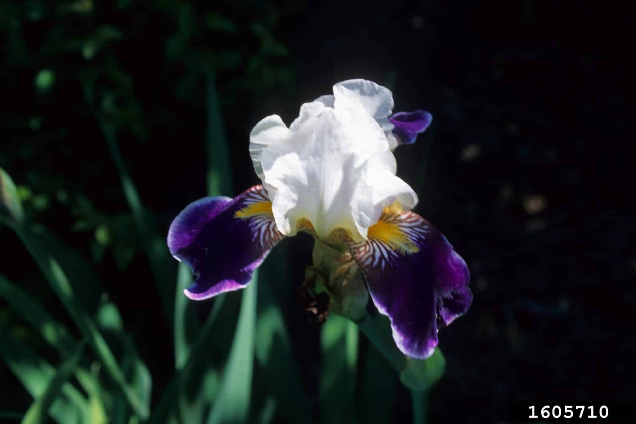 Bearded iris - Invasive Species Council of British Columbia