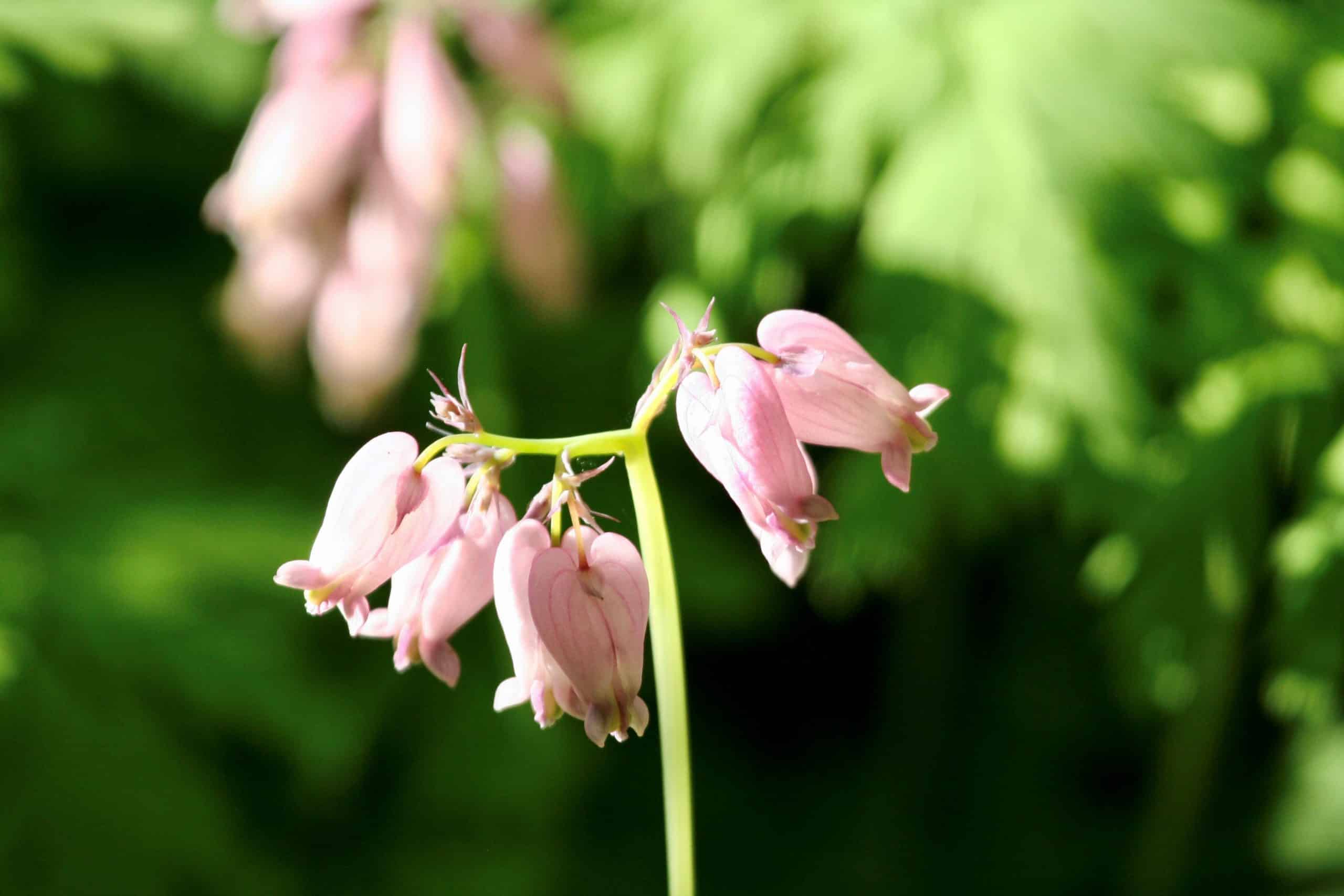 Pacific bleeding heart - Invasive Species Council of British Columbia