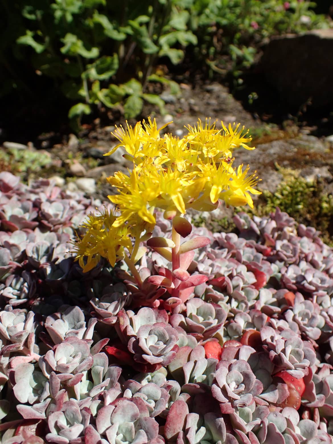 Broadleaf stonecrop - Invasive Species Council of British Columbia