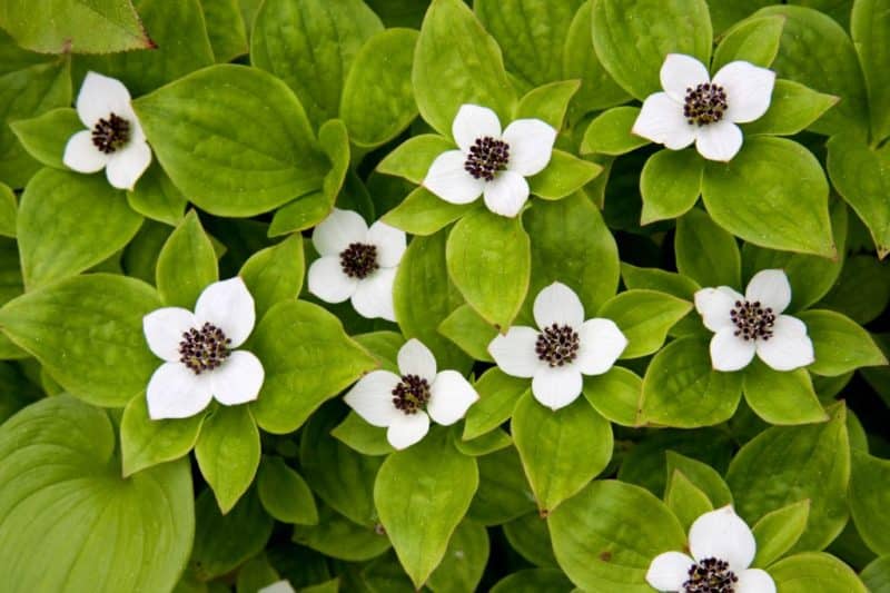 Bunchberry - Invasive Species Council of British Columbia
