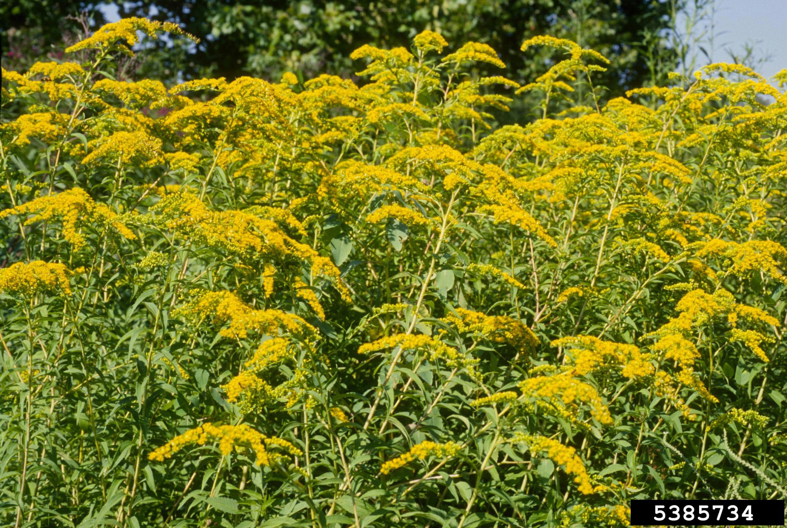 Canada goldenrod - Invasive Species Council of British Columbia