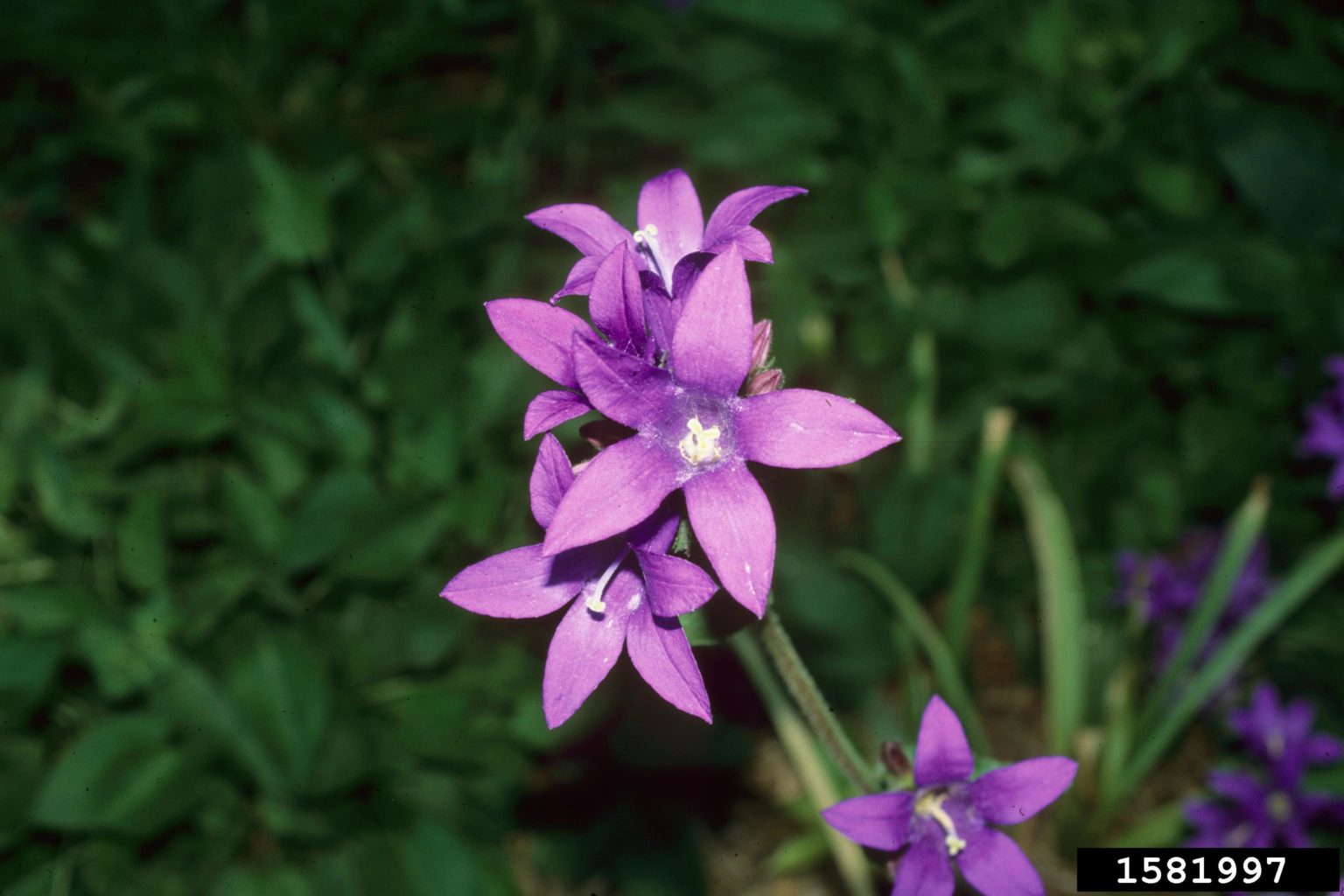 Clustered bellflower - Invasive Species Council of British Columbia