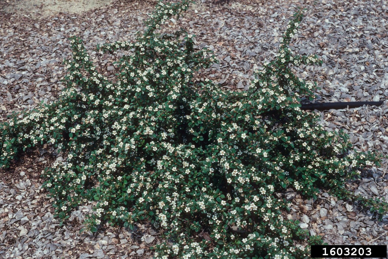 Lowfast cotoneaster - Invasive Species Council of British Columbia