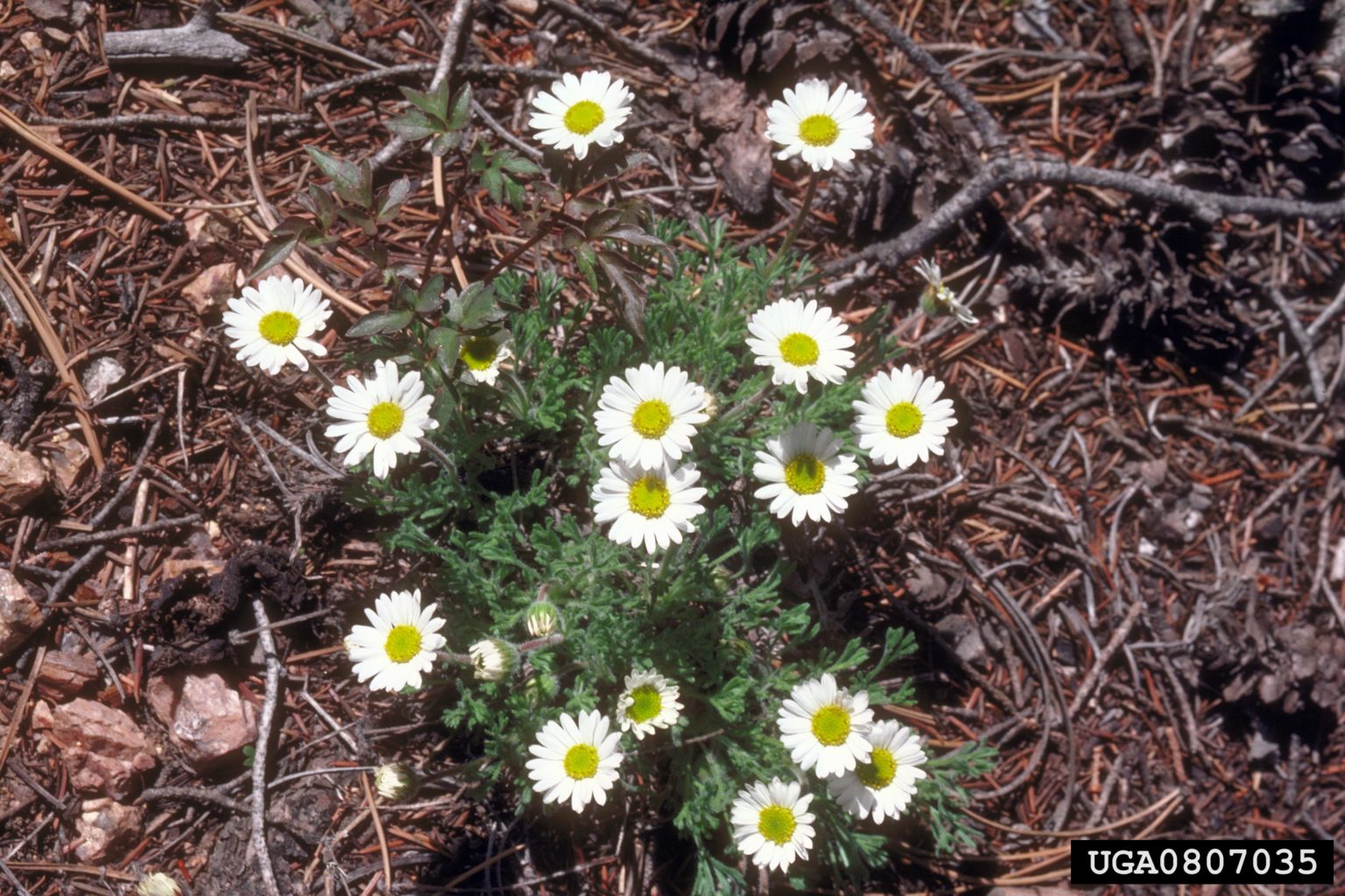 Cutleaf daisy - Invasive Species Council of British Columbia