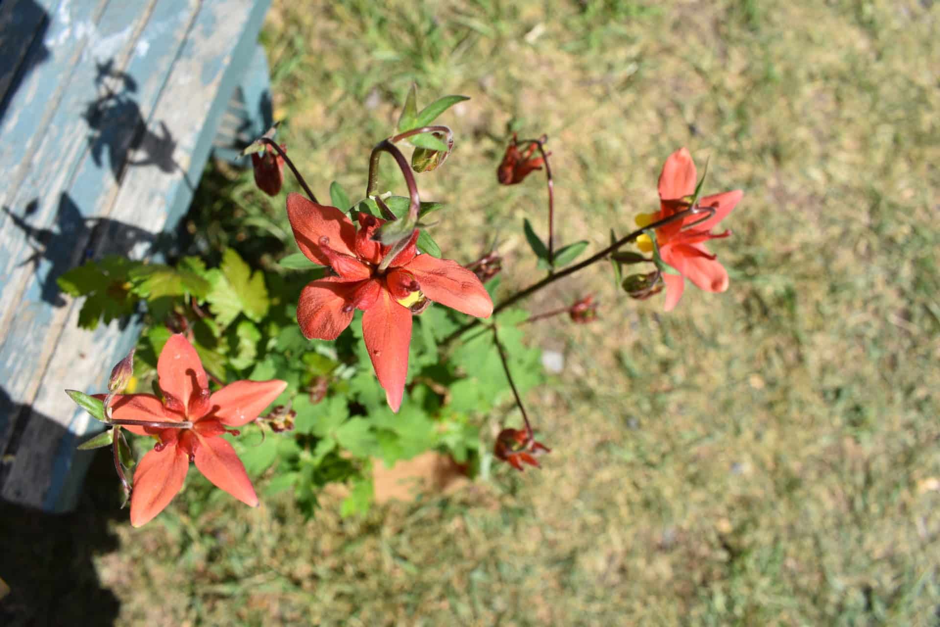 Red columbine - Invasive Species Council of British Columbia