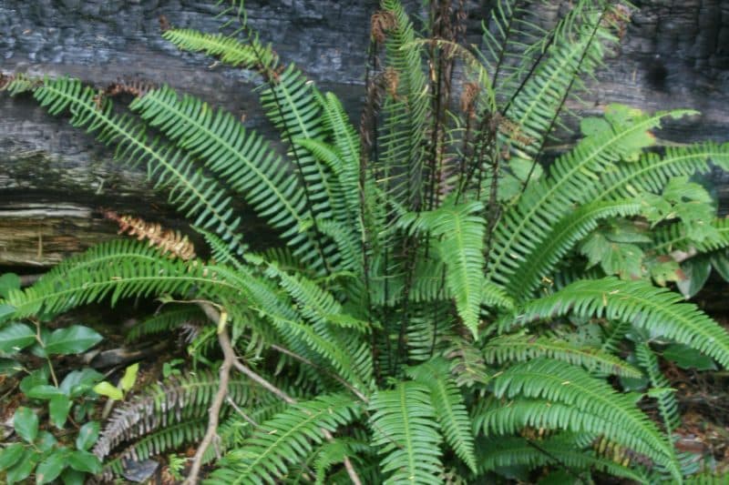 Deer fern - Invasive Species Council of British Columbia