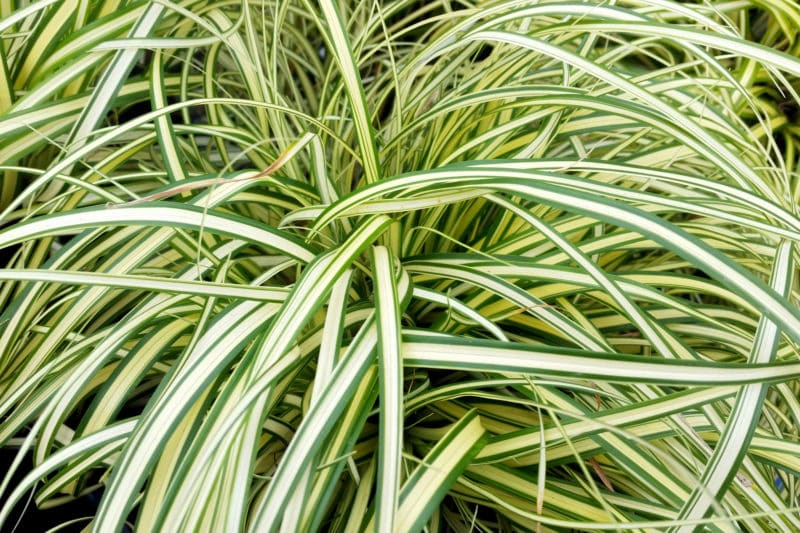 Evergold sedge - Invasive Species Council of British Columbia