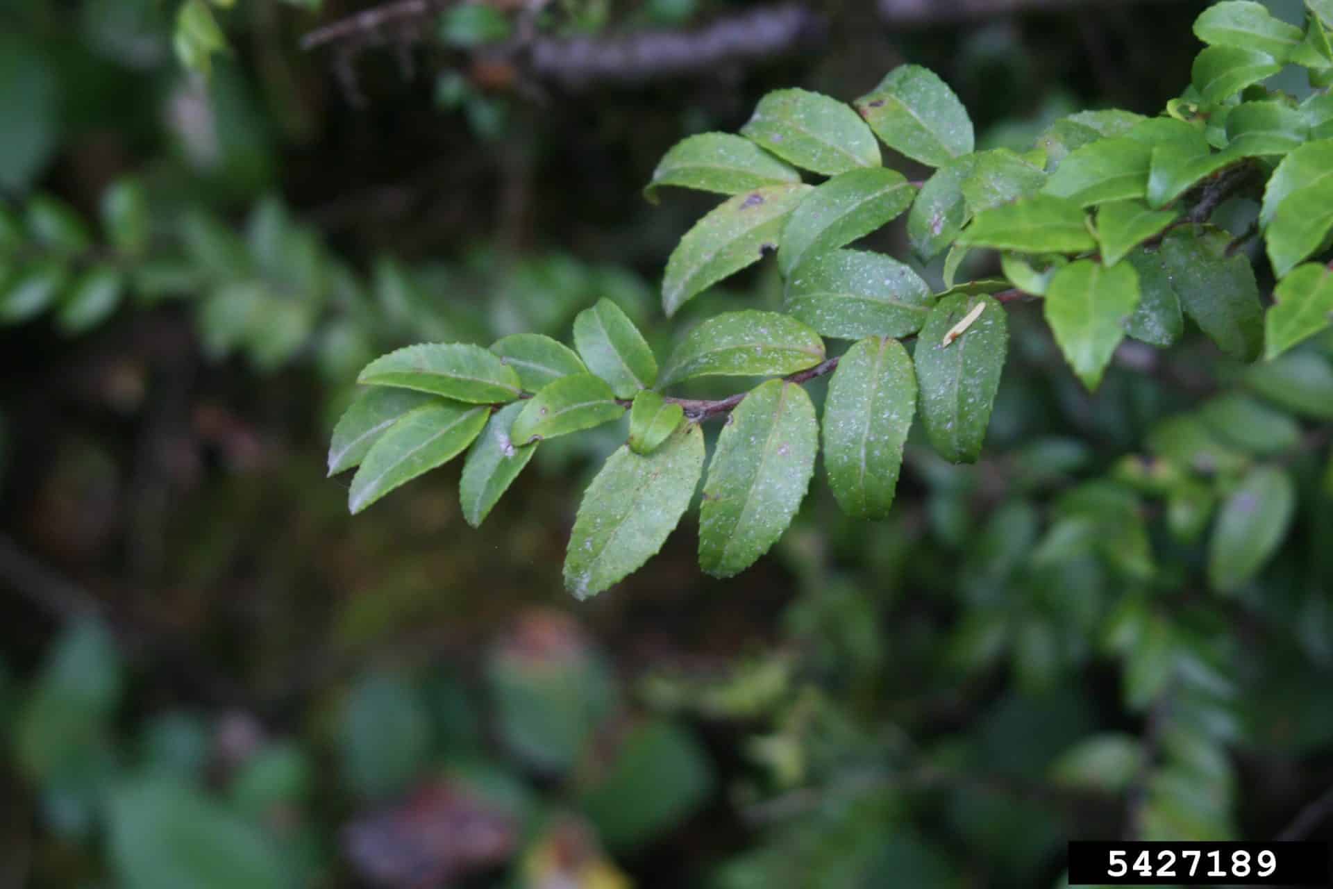Evergreen huckleberry - Invasive Species Council of British Columbia