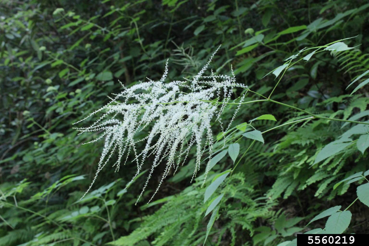 Goat's beard - Invasive Species Council of British Columbia
