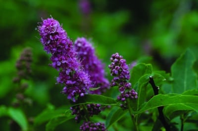 Hardhack - Invasive Species Council of British Columbia