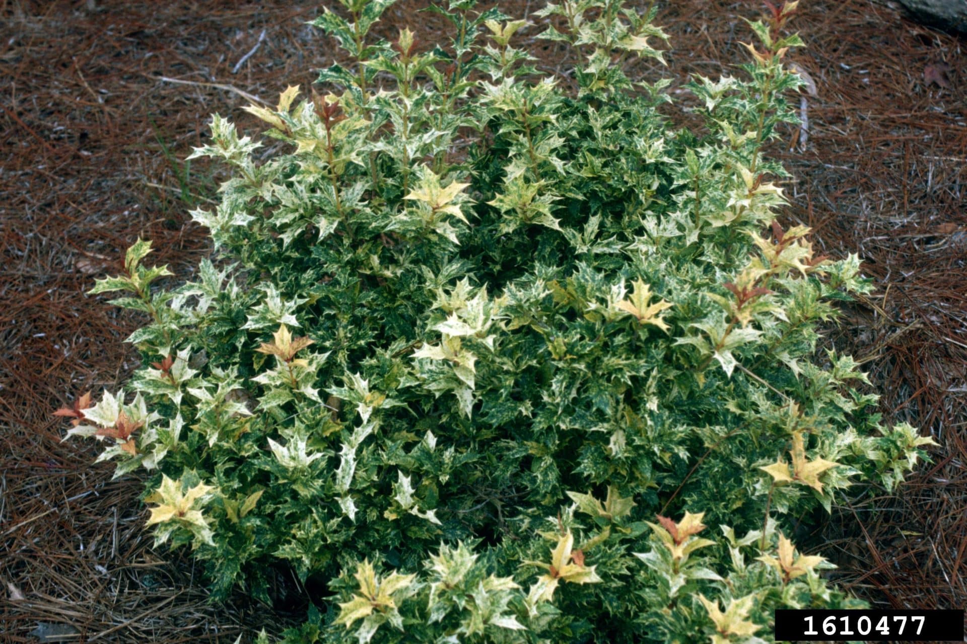 Holly-leaf osmanthus - Invasive Species Council of British Columbia