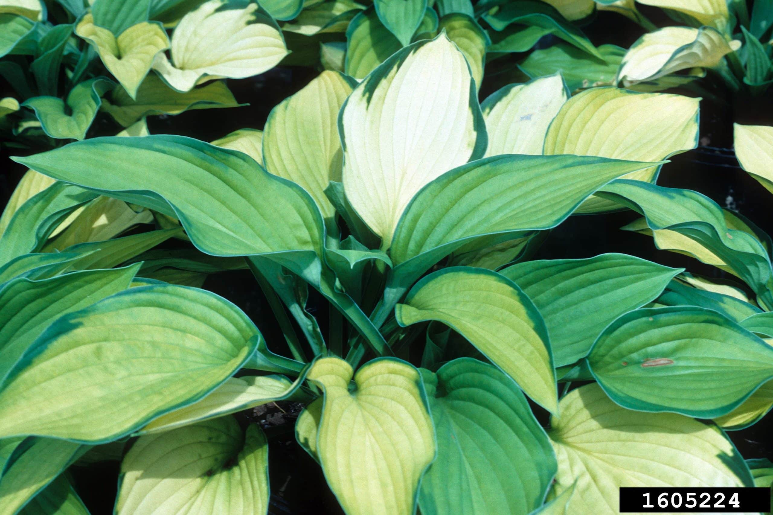 Hosta - Invasive Species Council of British Columbia