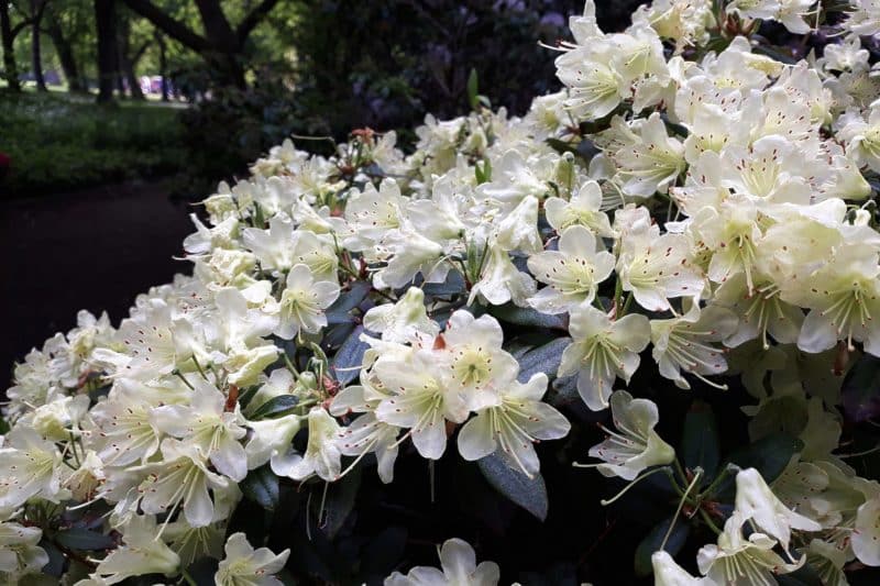 Japanese azalea - Invasive Species Council of British Columbia