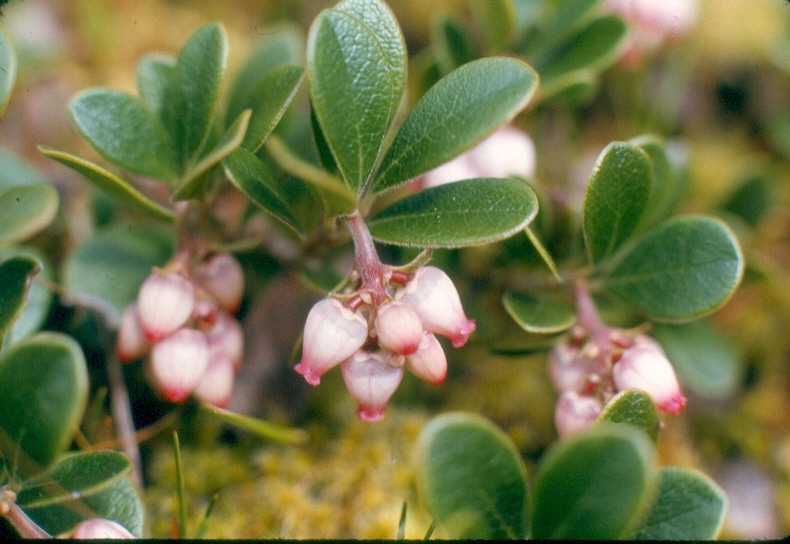 Kinnickinnick - Invasive Species Council of British Columbia
