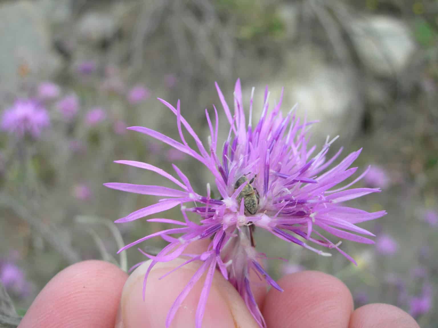 How Biocontrol Took Down Diffuse Knapweed - Invasive Species Council of ...