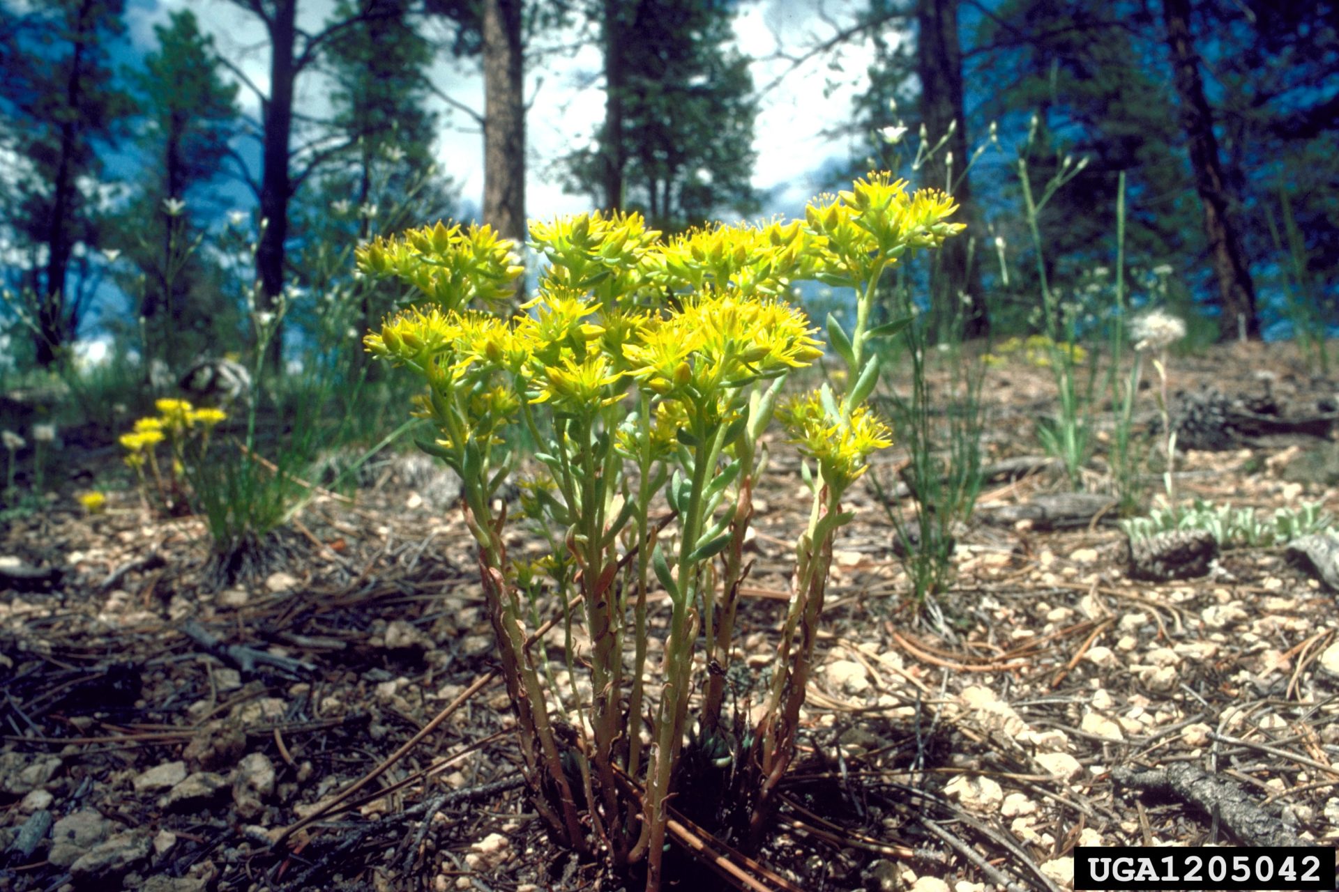 Lance-leaved stonecrop - Invasive Species Council of British Columbia