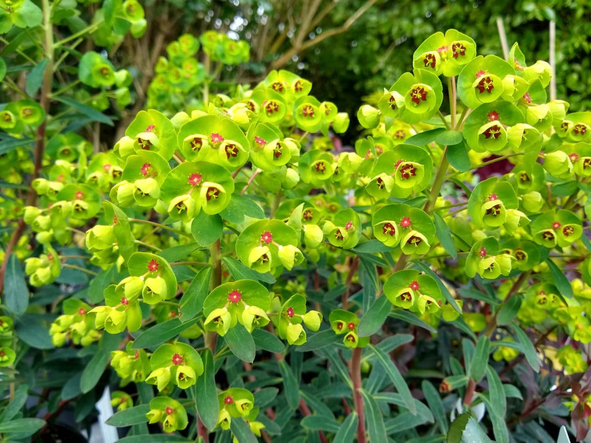 Martin's spurge - Invasive Species Council of British Columbia