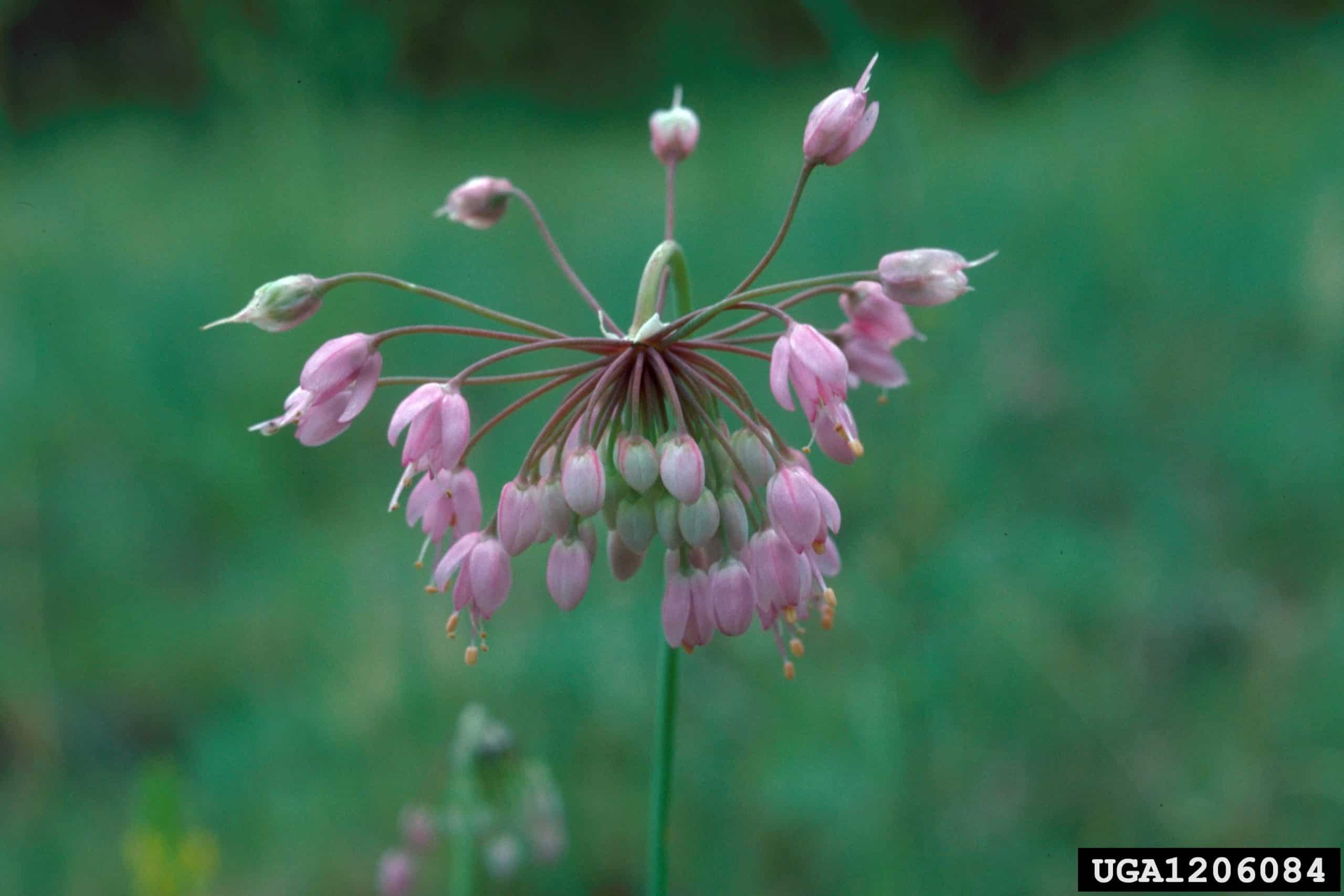 Nodding onion - Invasive Species Council of British Columbia