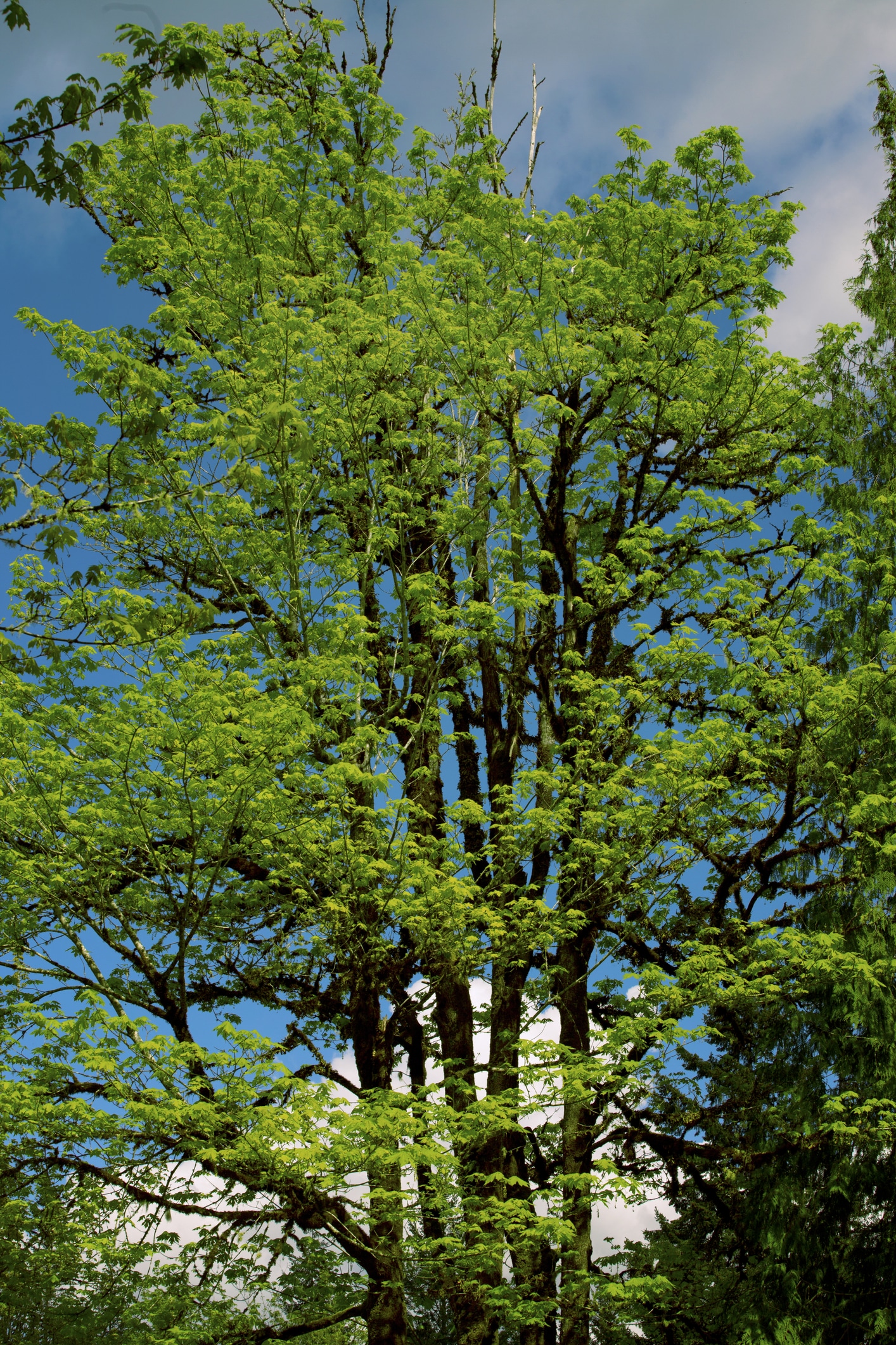 Oregon ash - Invasive Species Council of British Columbia