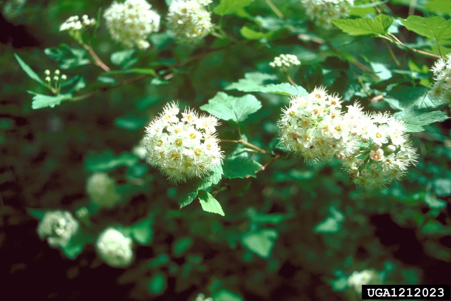 Pacific ninebark - Invasive Species Council of British Columbia