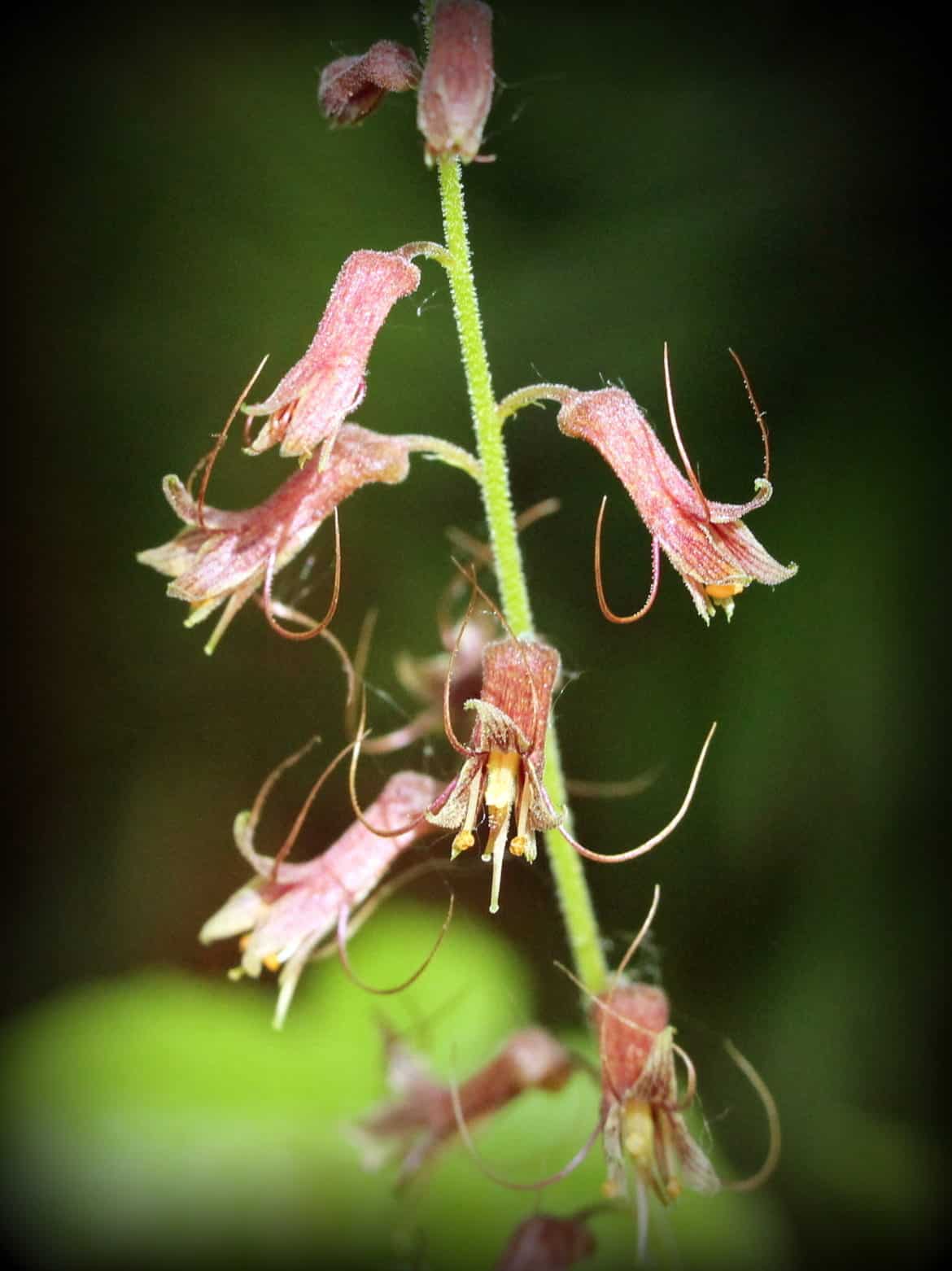 Piggy-back plant - Invasive Species Council of British Columbia
