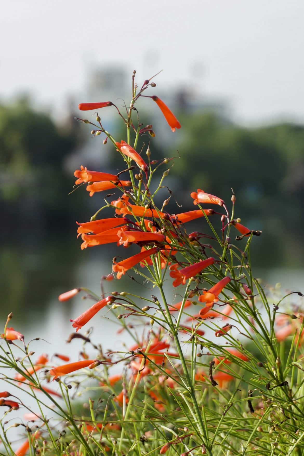 Pineleaf penstemon - Invasive Species Council of British Columbia