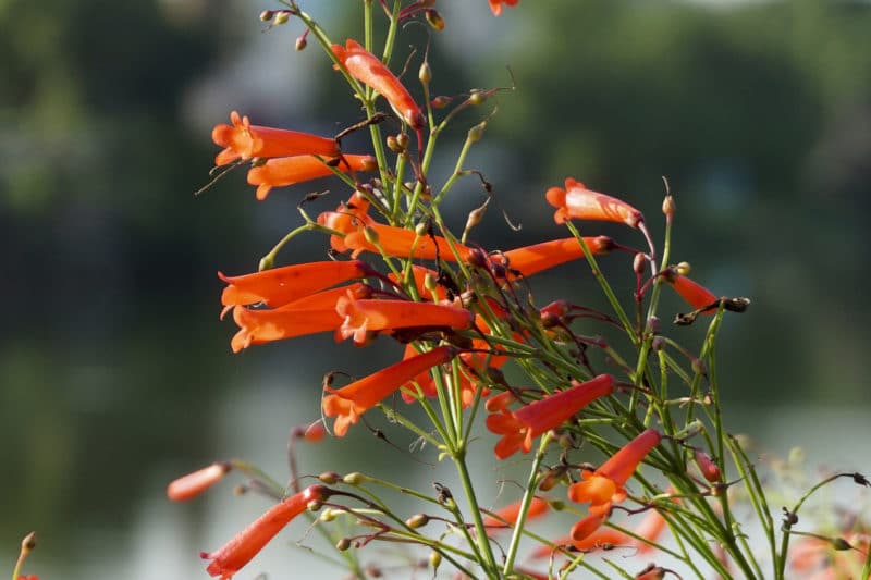 Pineleaf penstemon - Invasive Species Council of British Columbia