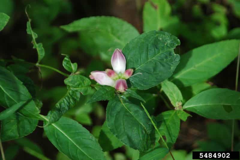 Pink turtle - Invasive Species Council of British Columbia