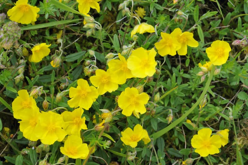 Rock rose - Invasive Species Council of British Columbia