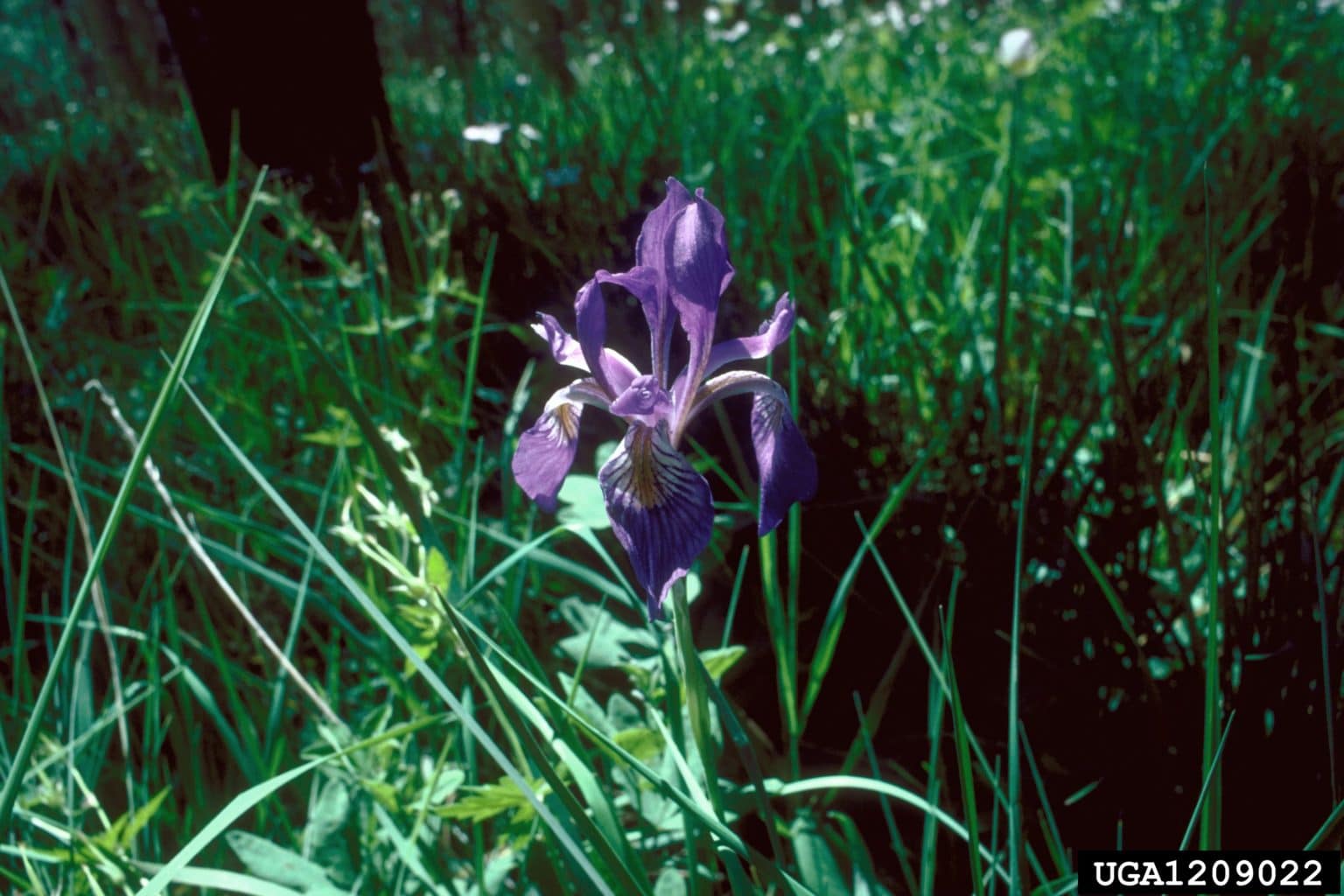 Rocky mountain iris - Invasive Species Council of British Columbia