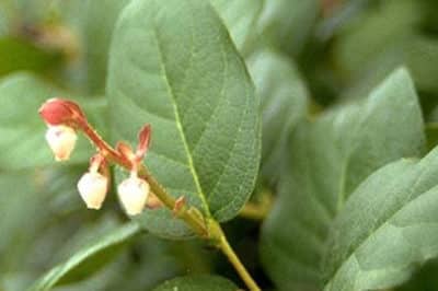 Salal - Invasive Species Council of British Columbia