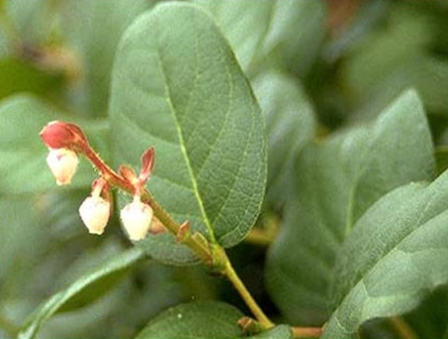 Salal - Invasive Species Council of British Columbia