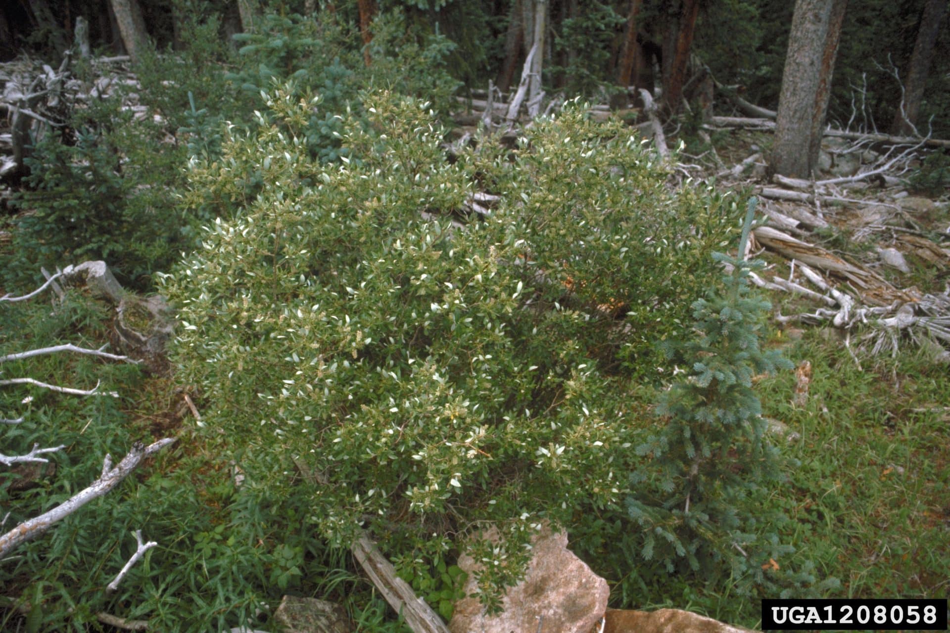 Scouler's willow - Invasive Species Council of British Columbia