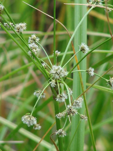 Small-panicled bulrush - Invasive Species Council of British Columbia