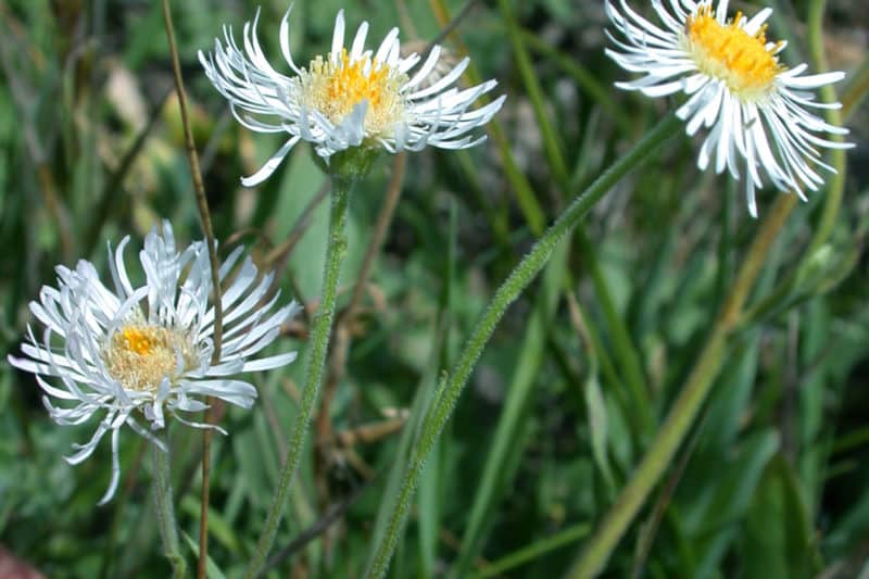 Smooth fleabane - Invasive Species Council of British Columbia