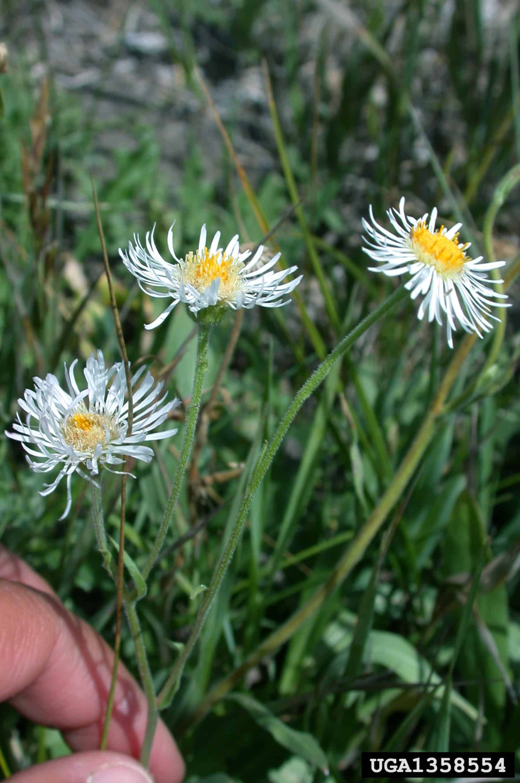 Smooth fleabane - Invasive Species Council of British Columbia