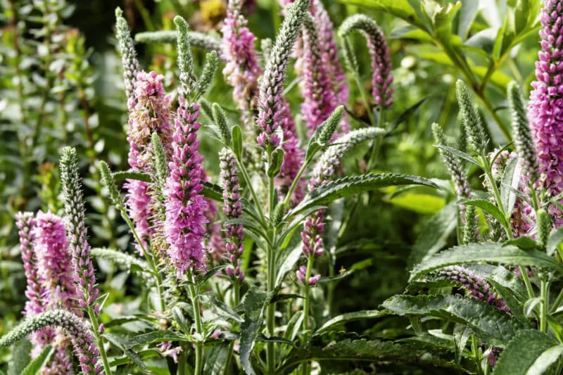 Spike speedwell - Invasive Species Council of British Columbia