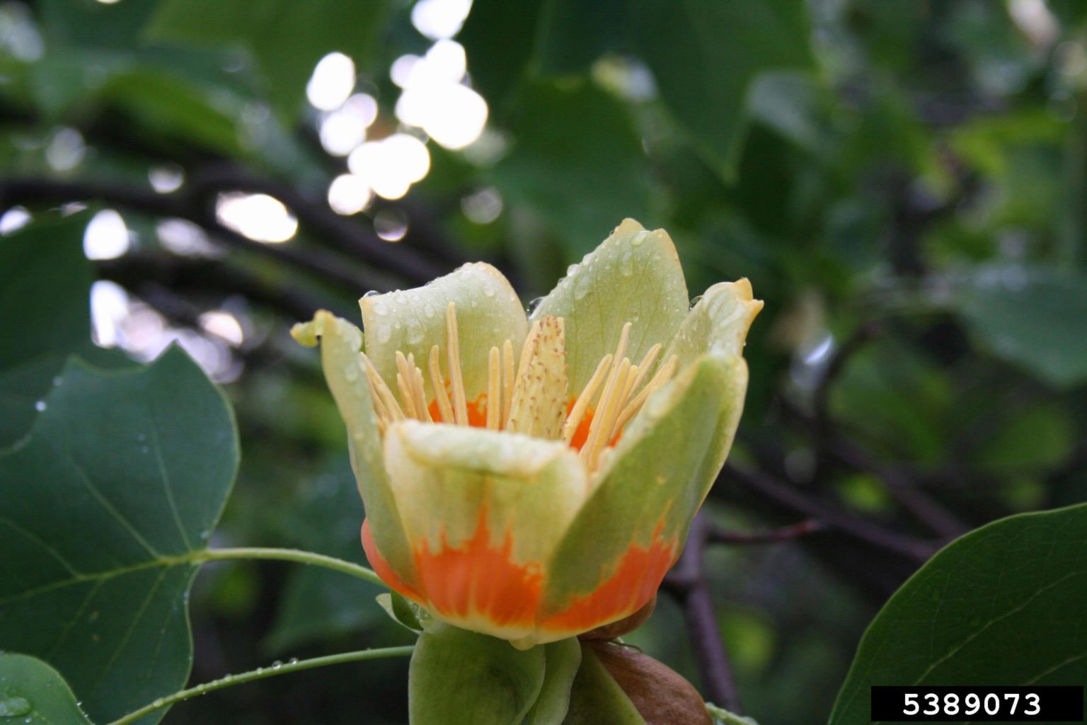Tulip tree - Invasive Species Council of British Columbia
