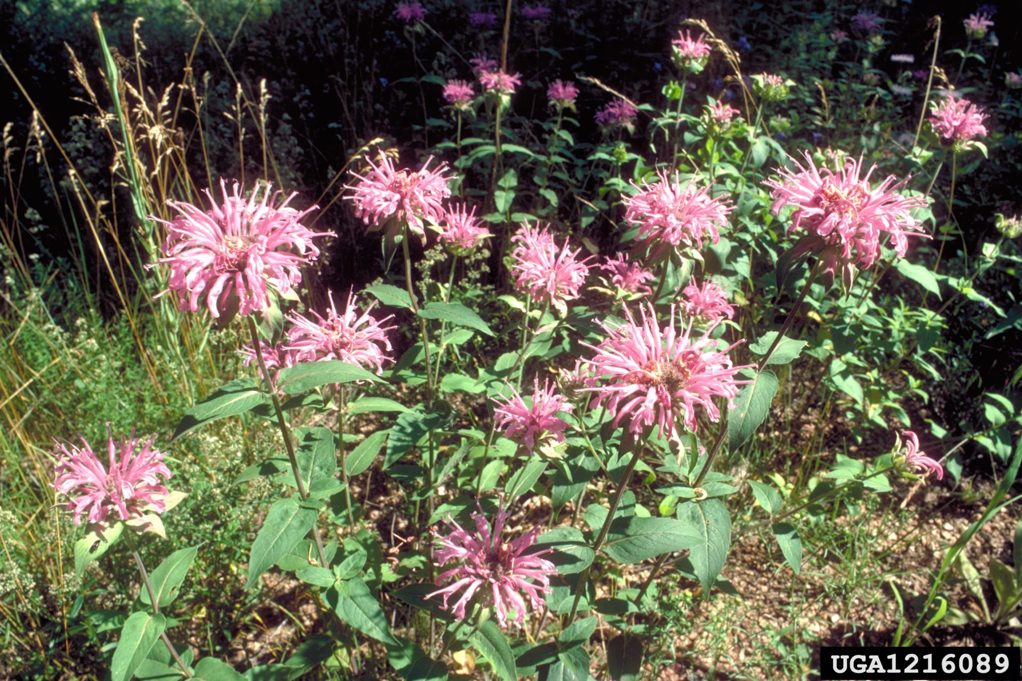 Wild bergamot - Invasive Species Council of British Columbia