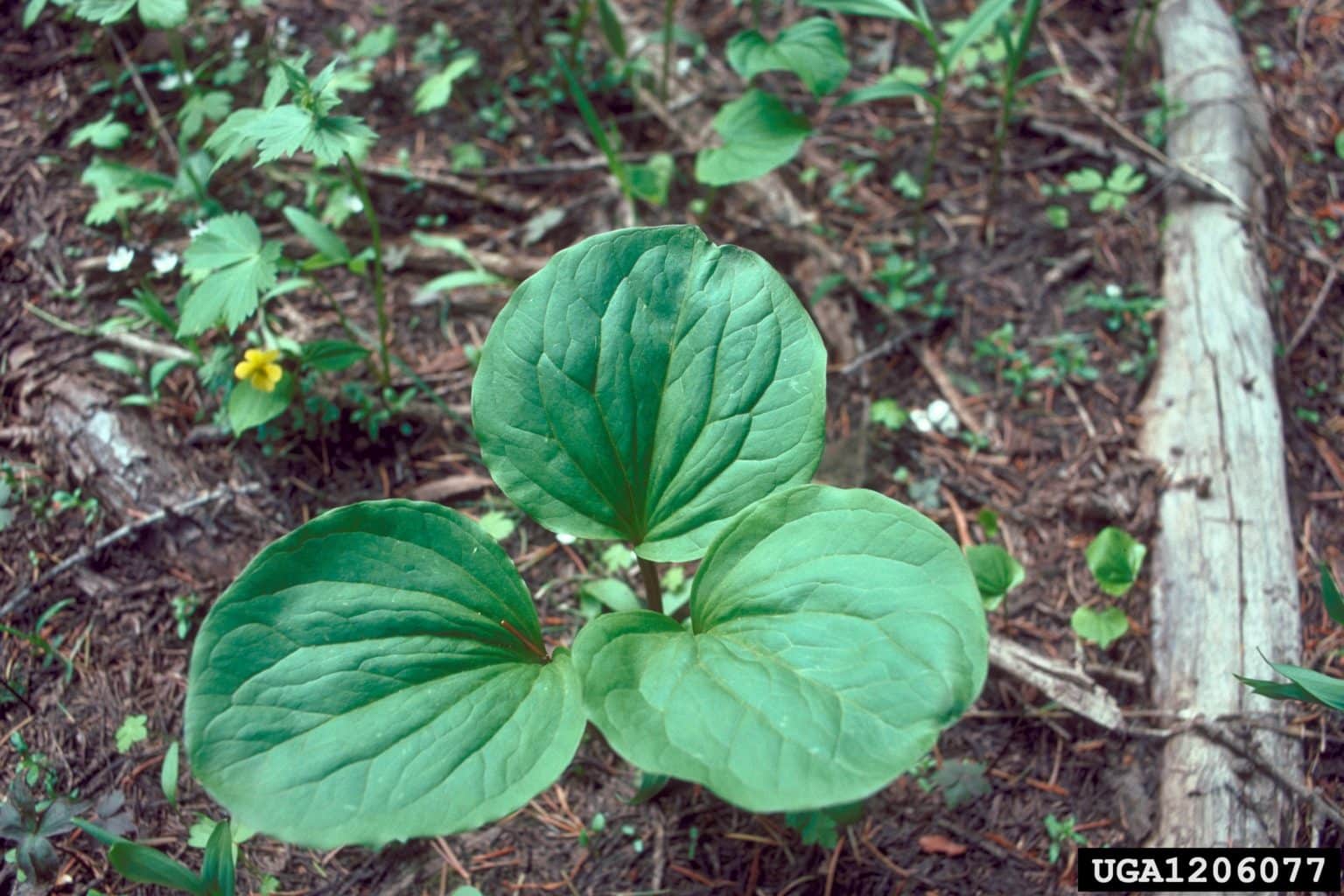 Wild ginger - Invasive Species Council of British Columbia