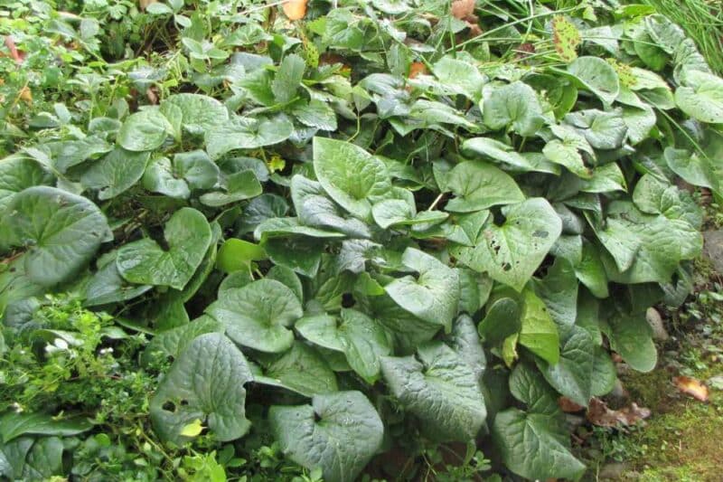 Wild ginger - Invasive Species Council of British Columbia