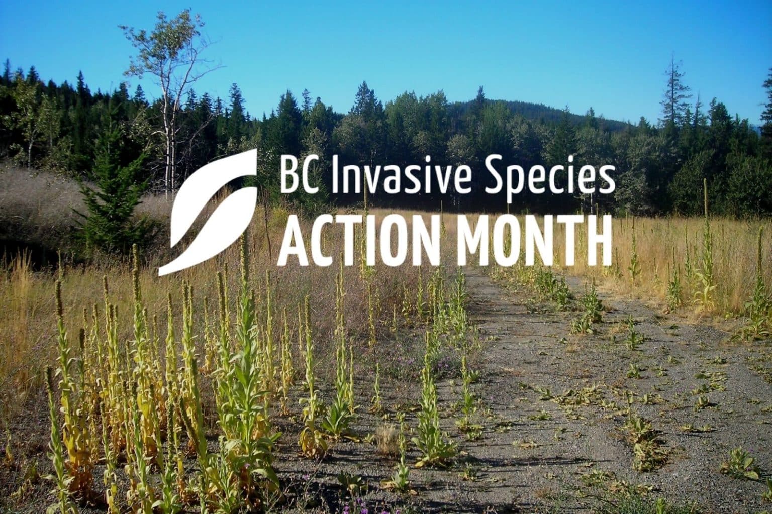 Nipped in the Bud – Managing Invasive Plants - Invasive Species Council ...