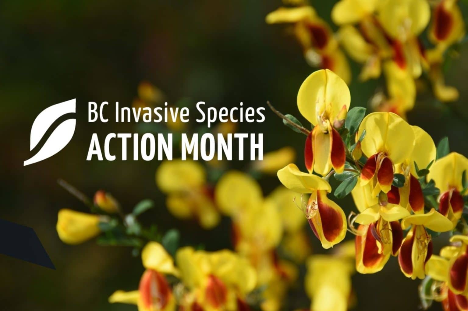 Control of Scotch Broom in BC’s Forests - Invasive Species Council of British Columbia