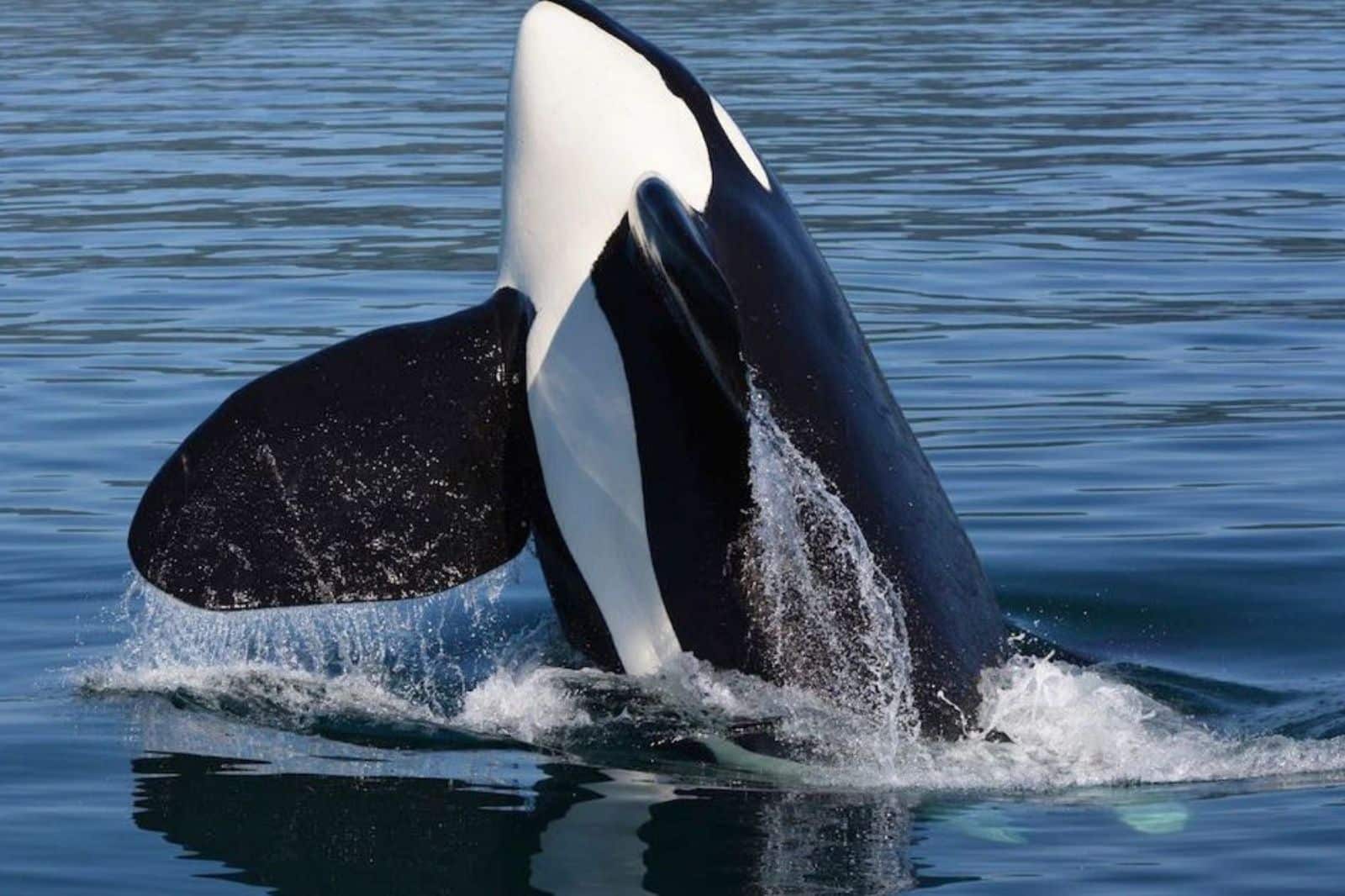 Invasive-Wise Tourism - Invasive Species Council of British Columbia