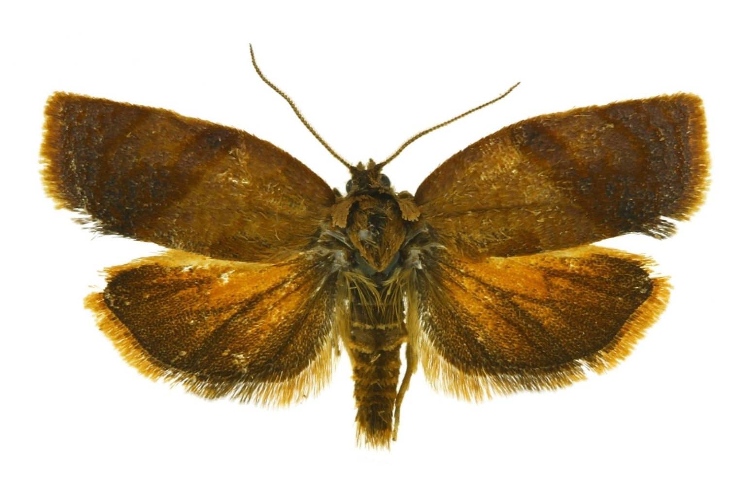 Invasive Moth Identified in BC’s Lower Mainland - Invasive Species ...