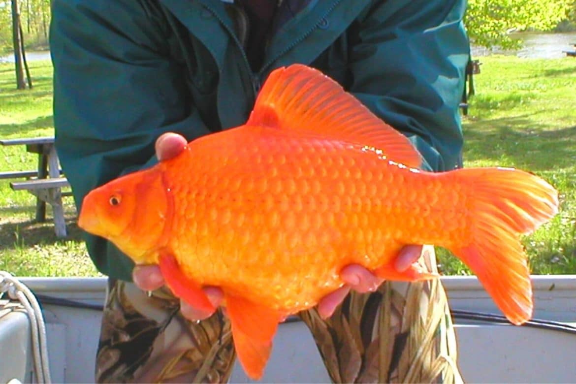 Invasive Goldfish Threaten Native Species - Invasive Species Council of ...