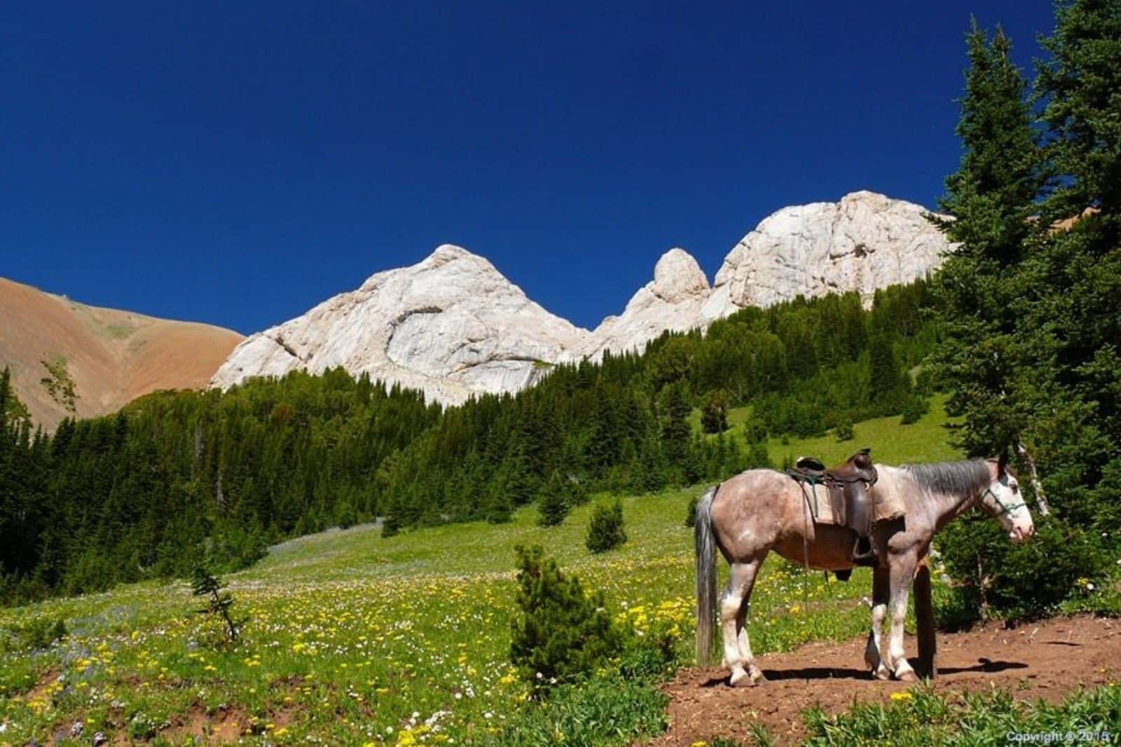 Invasive-Wise Tourism - Invasive Species Council of British Columbia
