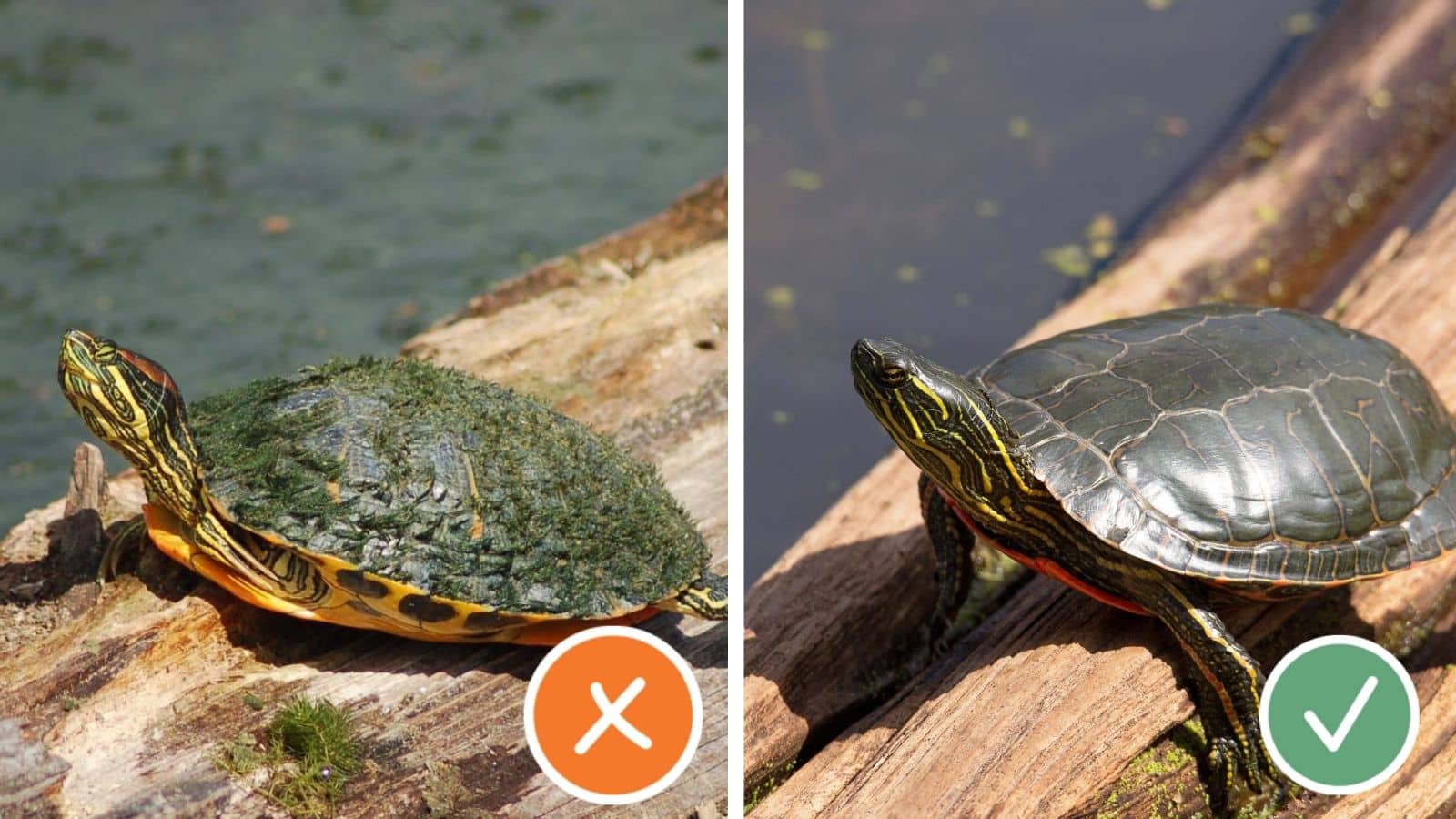 The Pitfalls of Releasing Pets into the Wild - Invasive Species Council ...